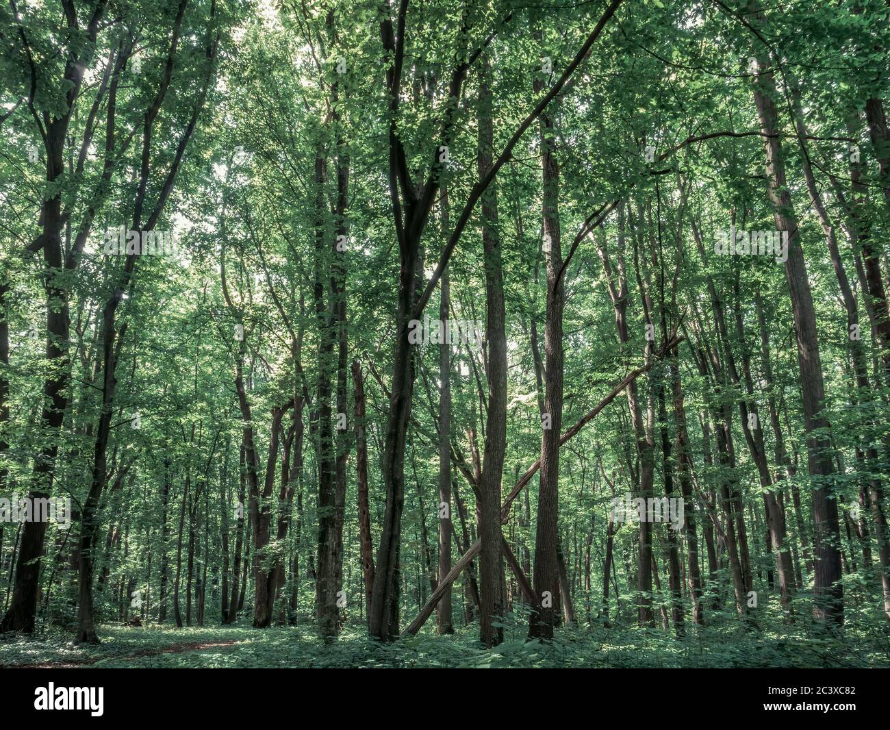 Baneasa forest near Bucharest Romania. Spring summer dark green forest ...