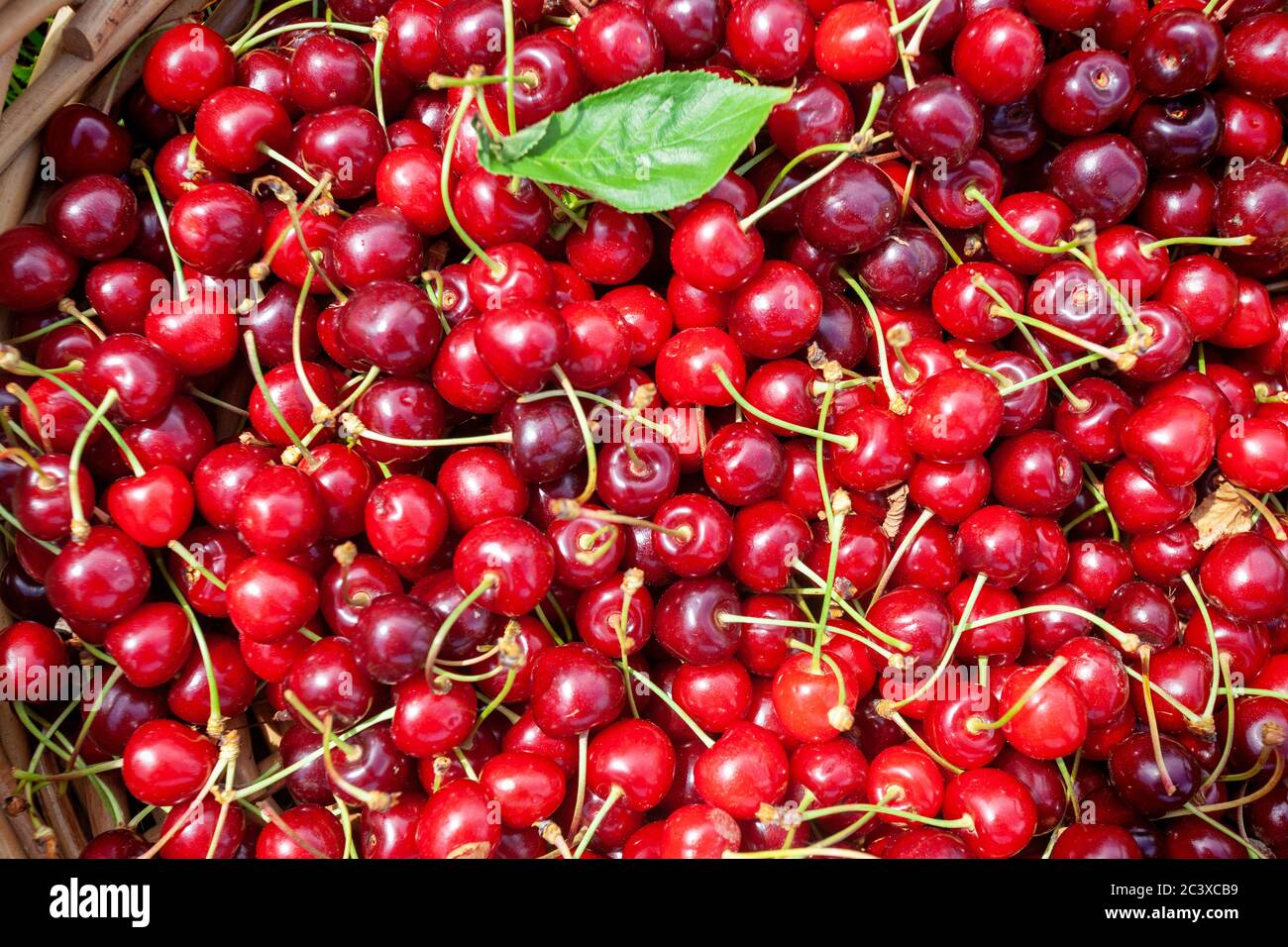 Sweet cherry prunus avium hi-res stock photography and images - Alamy