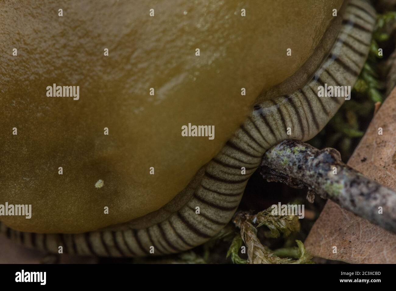 Slug trail hi-res stock photography and images - Alamy