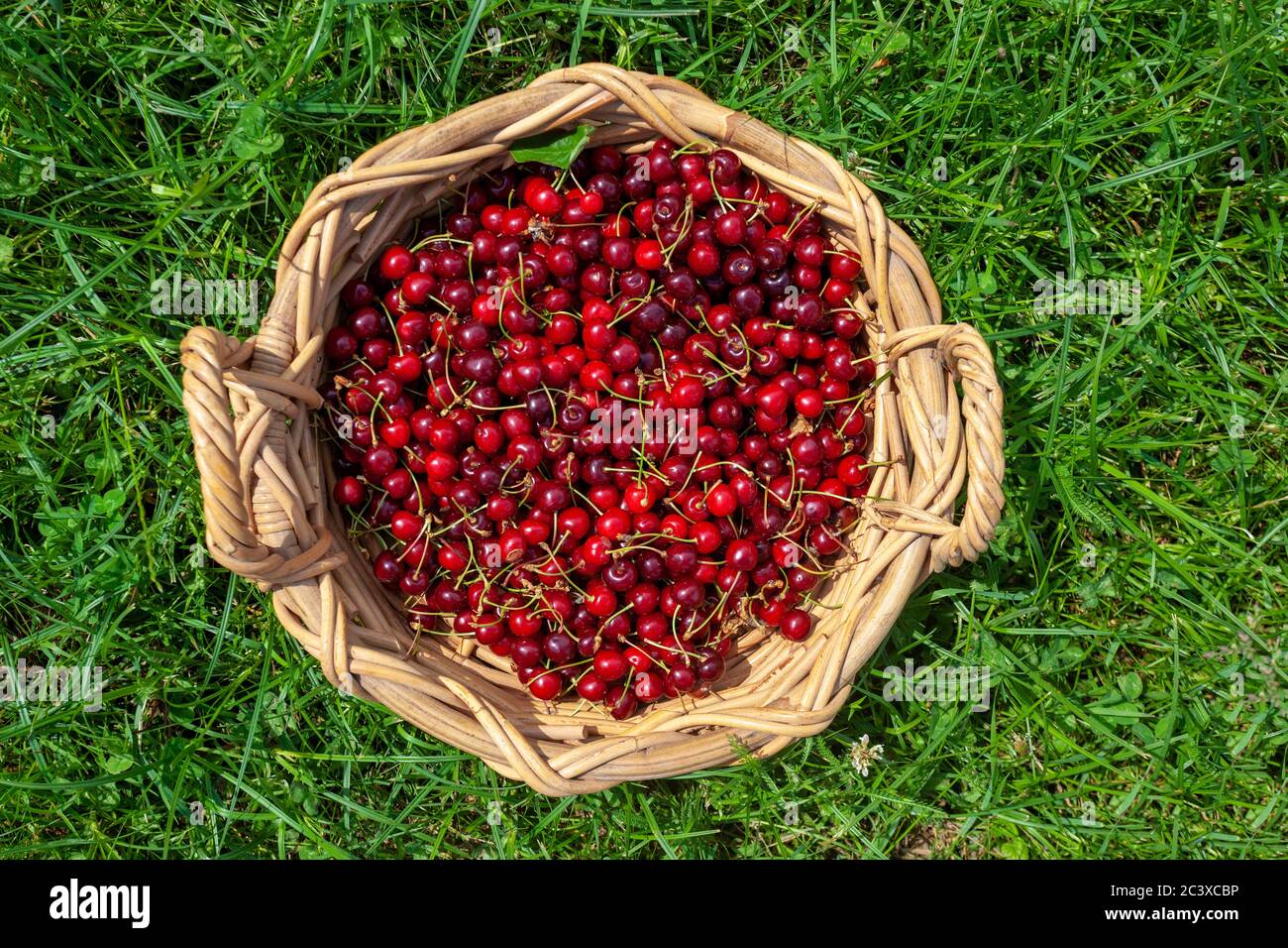 Ripe fruits of the Prunus avium, commonly called wild cherry, sweet ...
