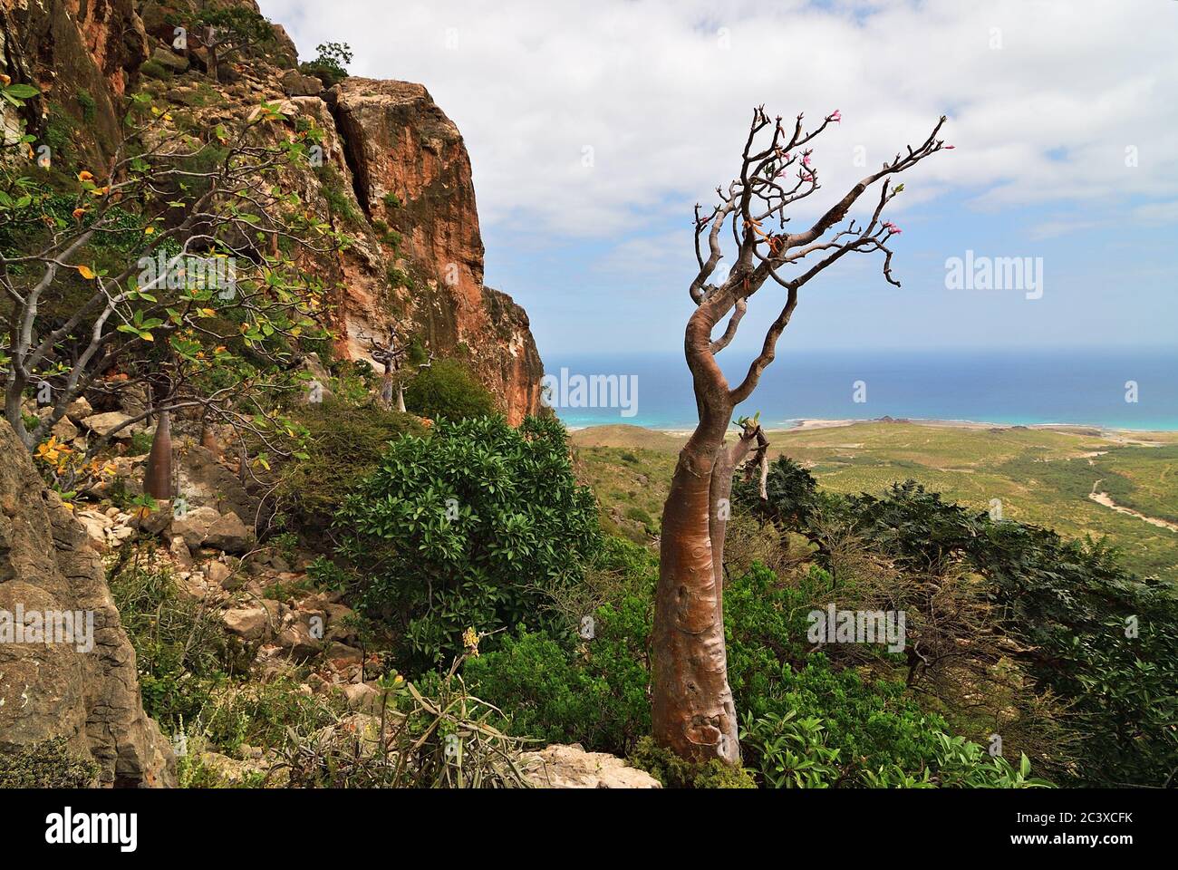 Endemic Desert rose tree. Bottle tree, adenium obesum. Plateau Dixam ...