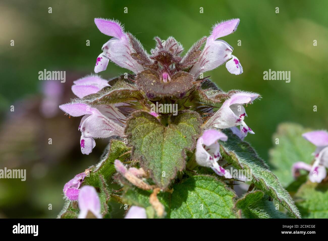 Close up of a purple dead nettle (lamium purpureum) plant in bloom ...