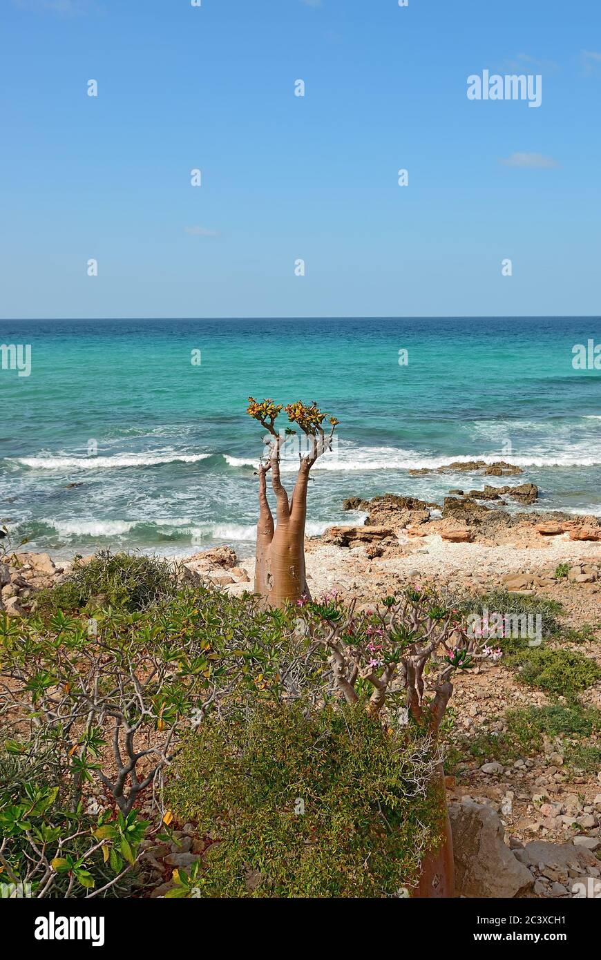 Indean ocean shore with flowering bottle tree is endemic tree adenium ...
