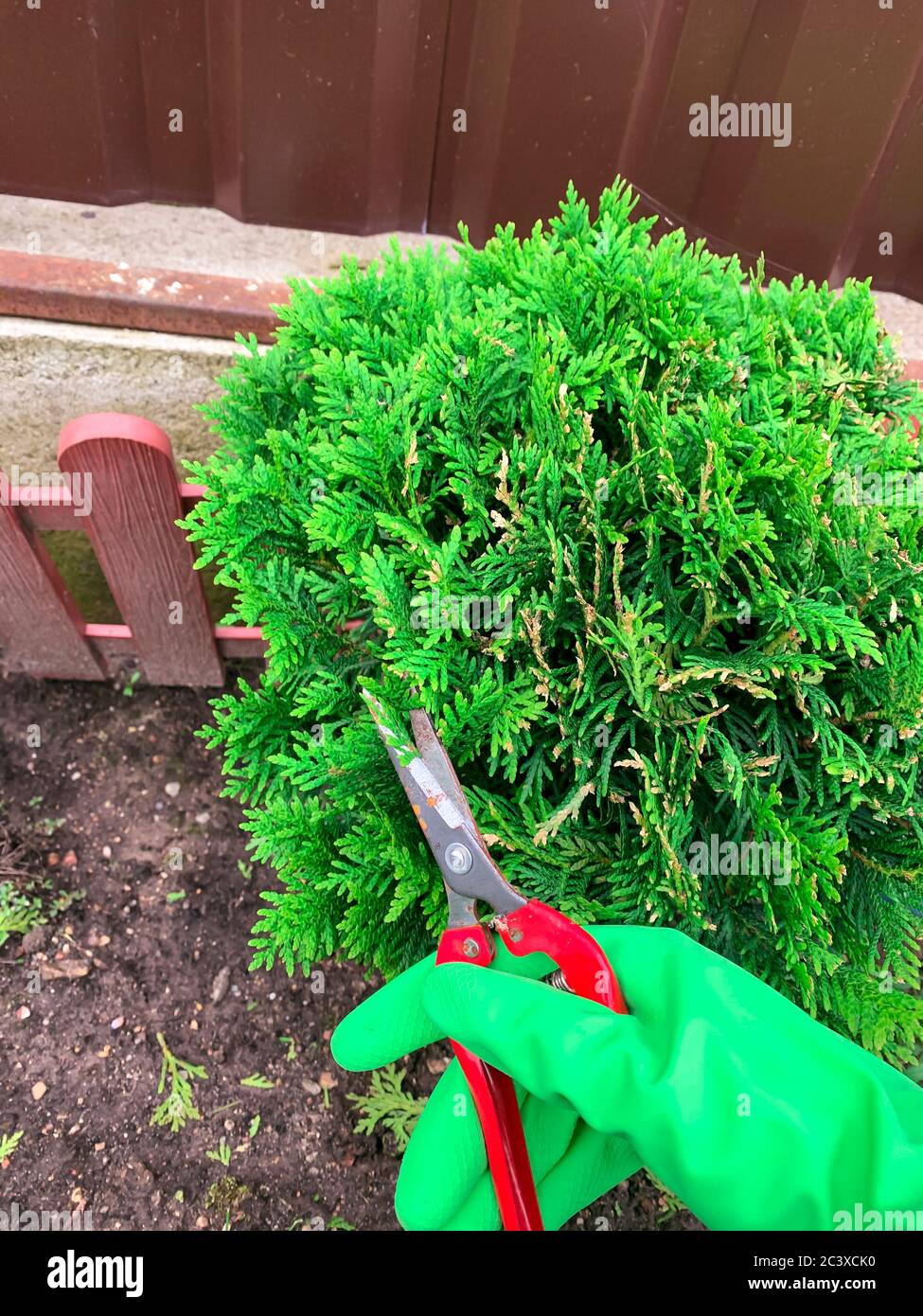 Hands are cut bush clippers in garden Stock Photo - Alamy