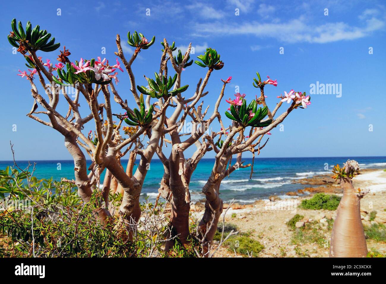 Flowering bottle tree is endemic tree adenium obesum of Socotra Island ...