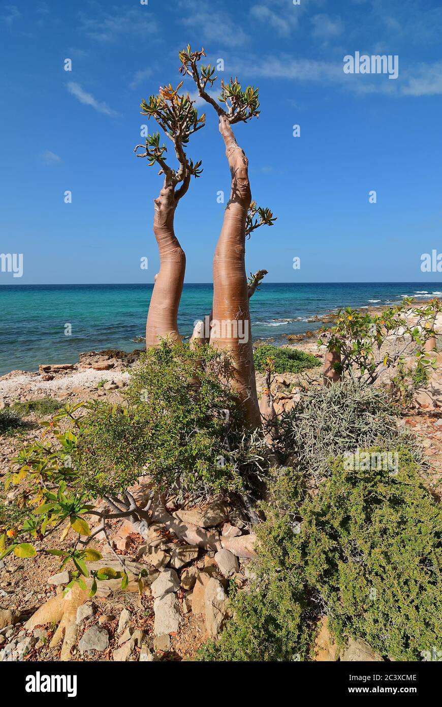 Indean ocean shore with flowering bottle tree is endemic tree adenium ...