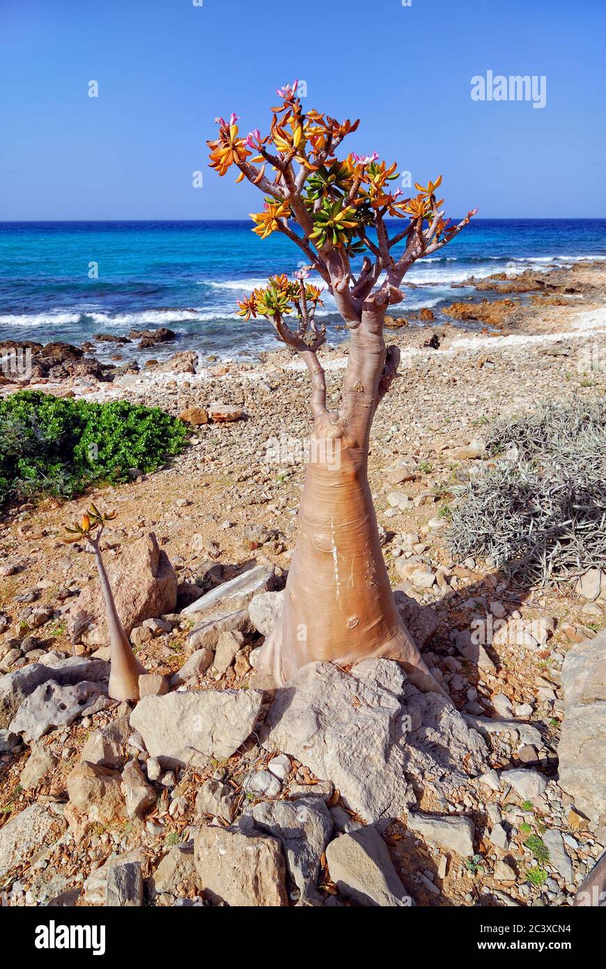 Indean ocean shore with flowering bottle tree is endemic tree adenium ...