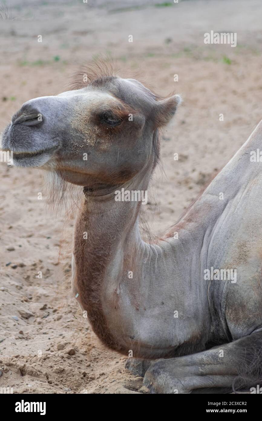 Bactrian camel (Camelus bactrianus), head portrait Stock Photo - Alamy