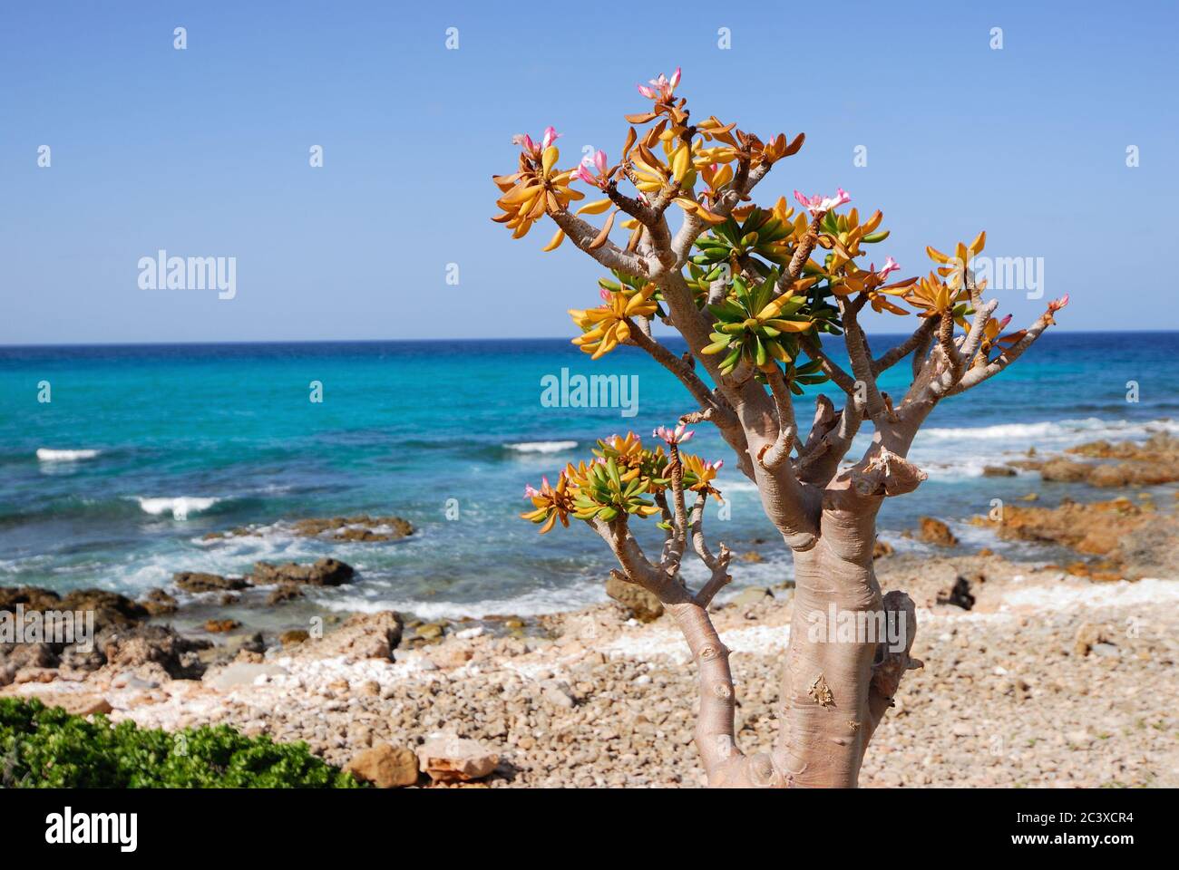 Flowering bottle tree is endemic tree adenium obesum of Socotra Island ...