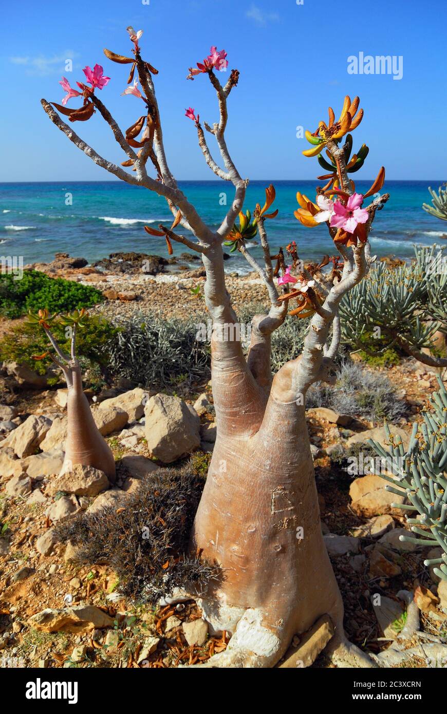 Flowering bottle tree is endemic tree adenium obesum of Socotra Island ...