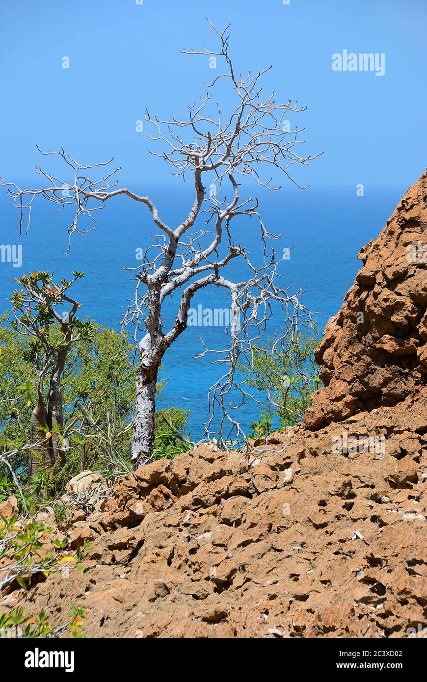 Socotra island plants hi-res stock photography and images - Alamy