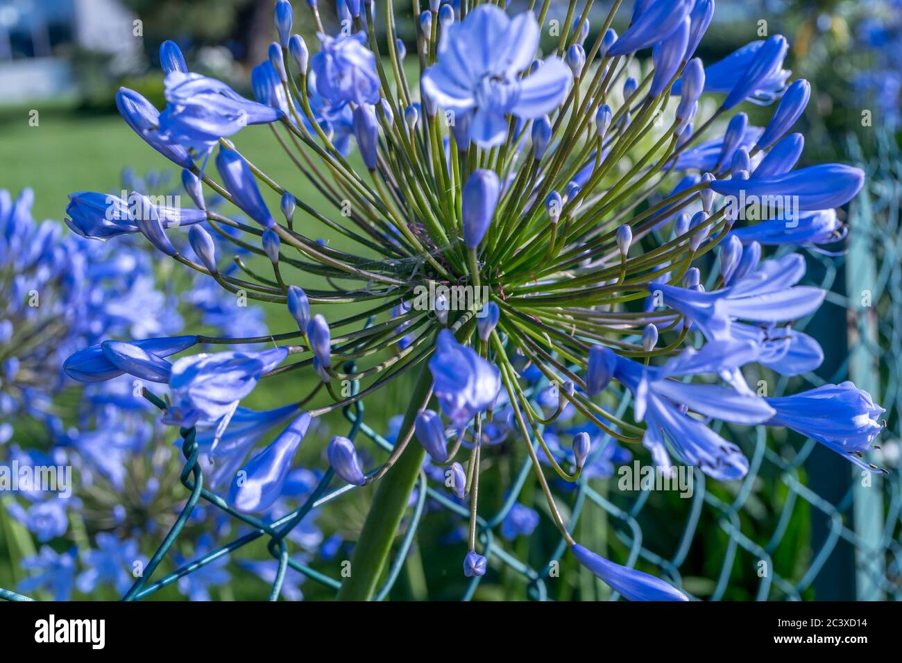 Allium polyanthum hi-res stock photography and images - Alamy