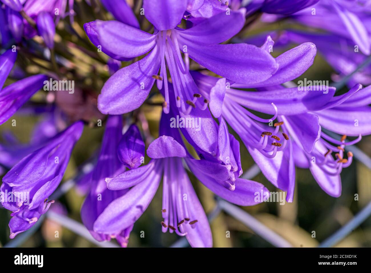 Allium polyanthum hi-res stock photography and images - Alamy