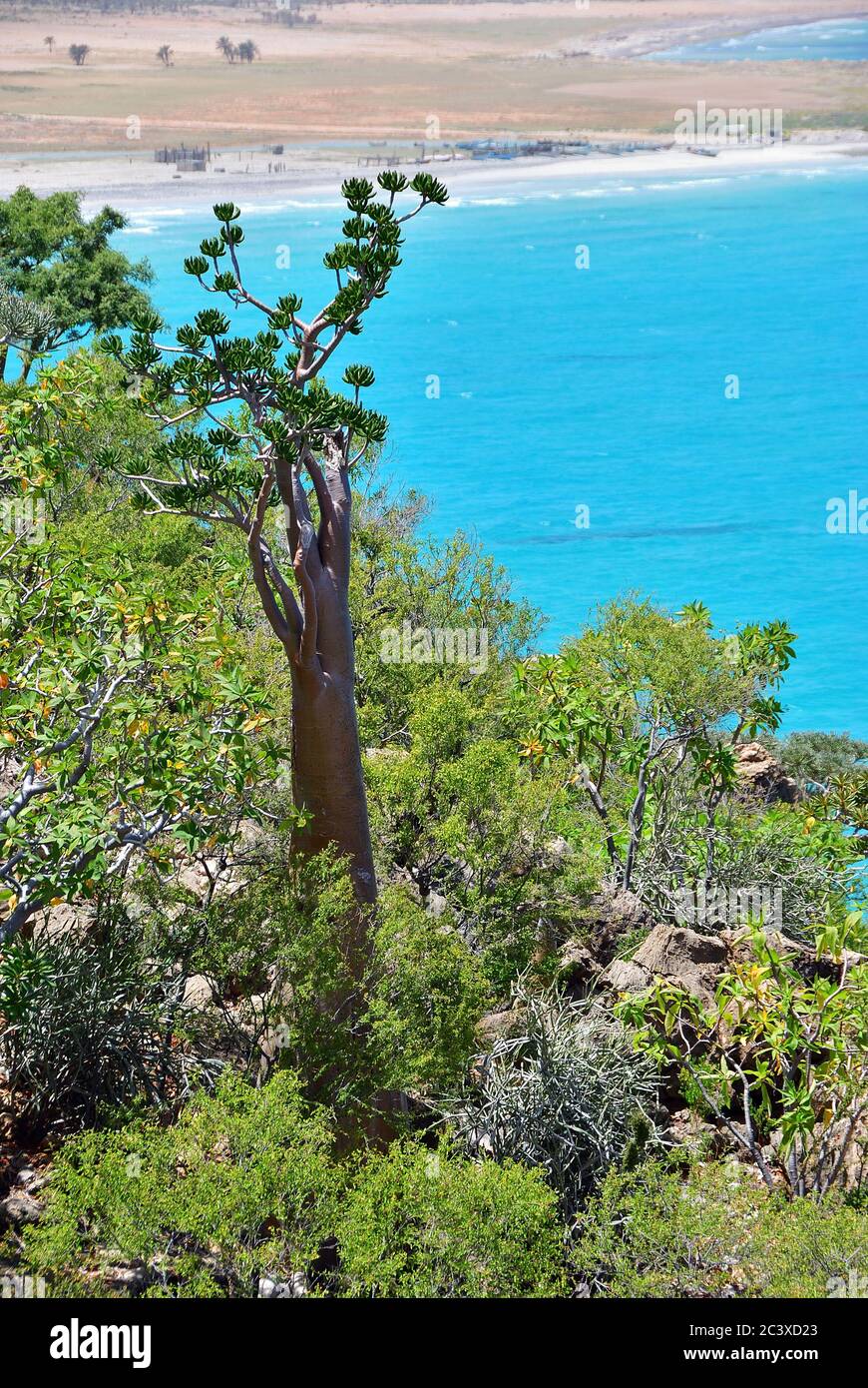 Socotra island plants hi-res stock photography and images - Alamy