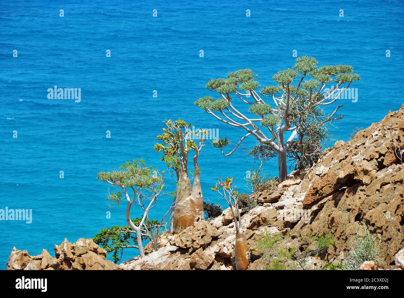 Socotra island plants hi-res stock photography and images - Alamy