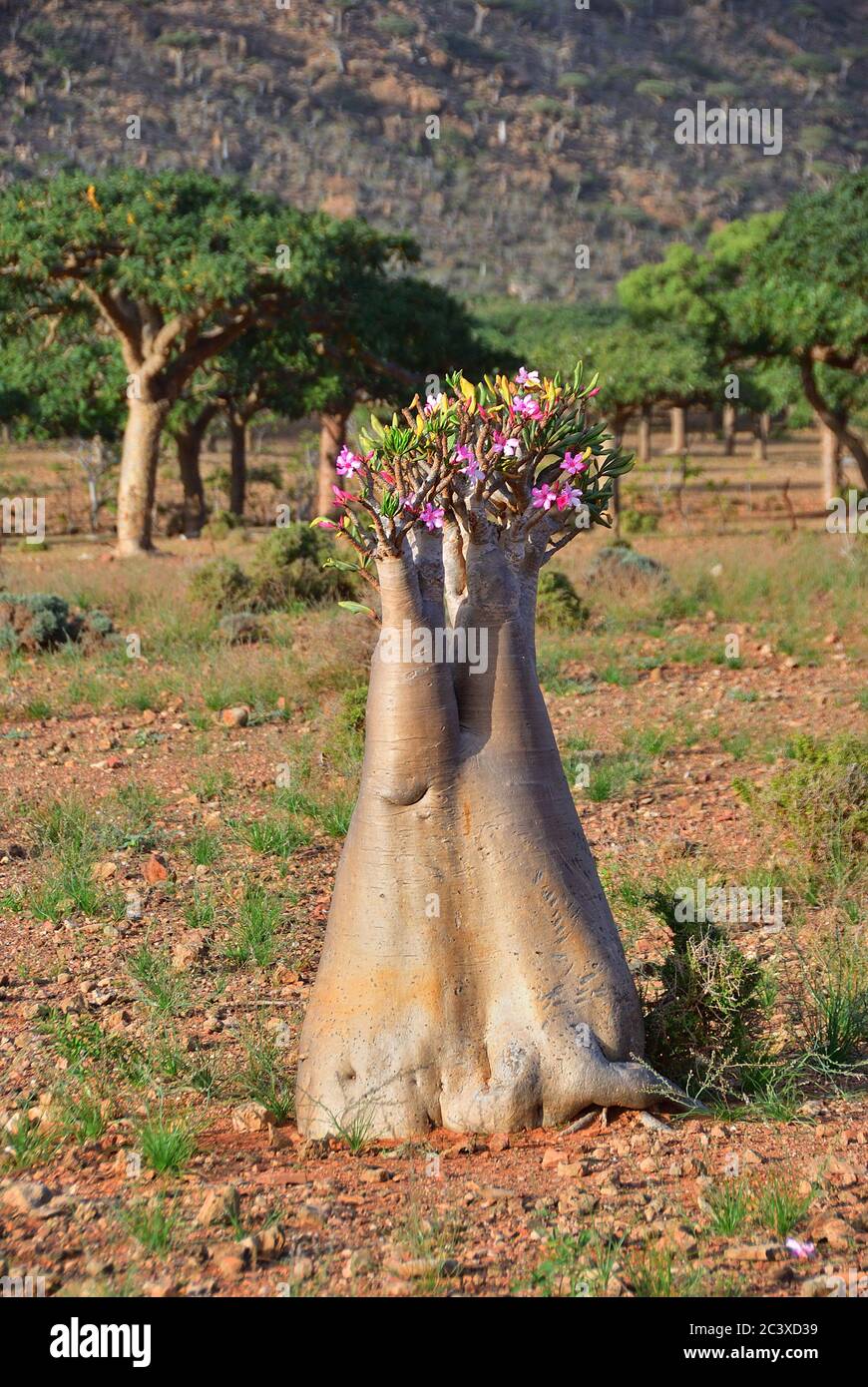 Flowering bottle tree is endemic tree adenium obesum of Socotra Island ...