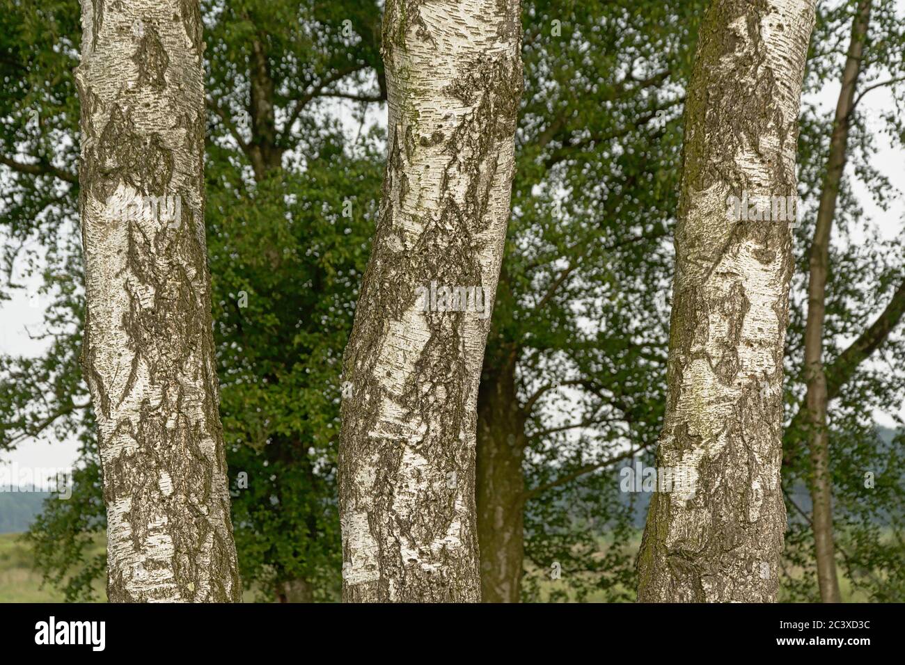 Detail of three birch tree trunks Stock Photo - Alamy