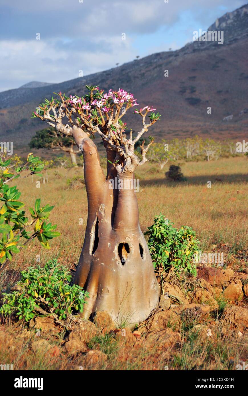 Flowering bottle tree is endemic tree adenium obesum of Socotra Island ...