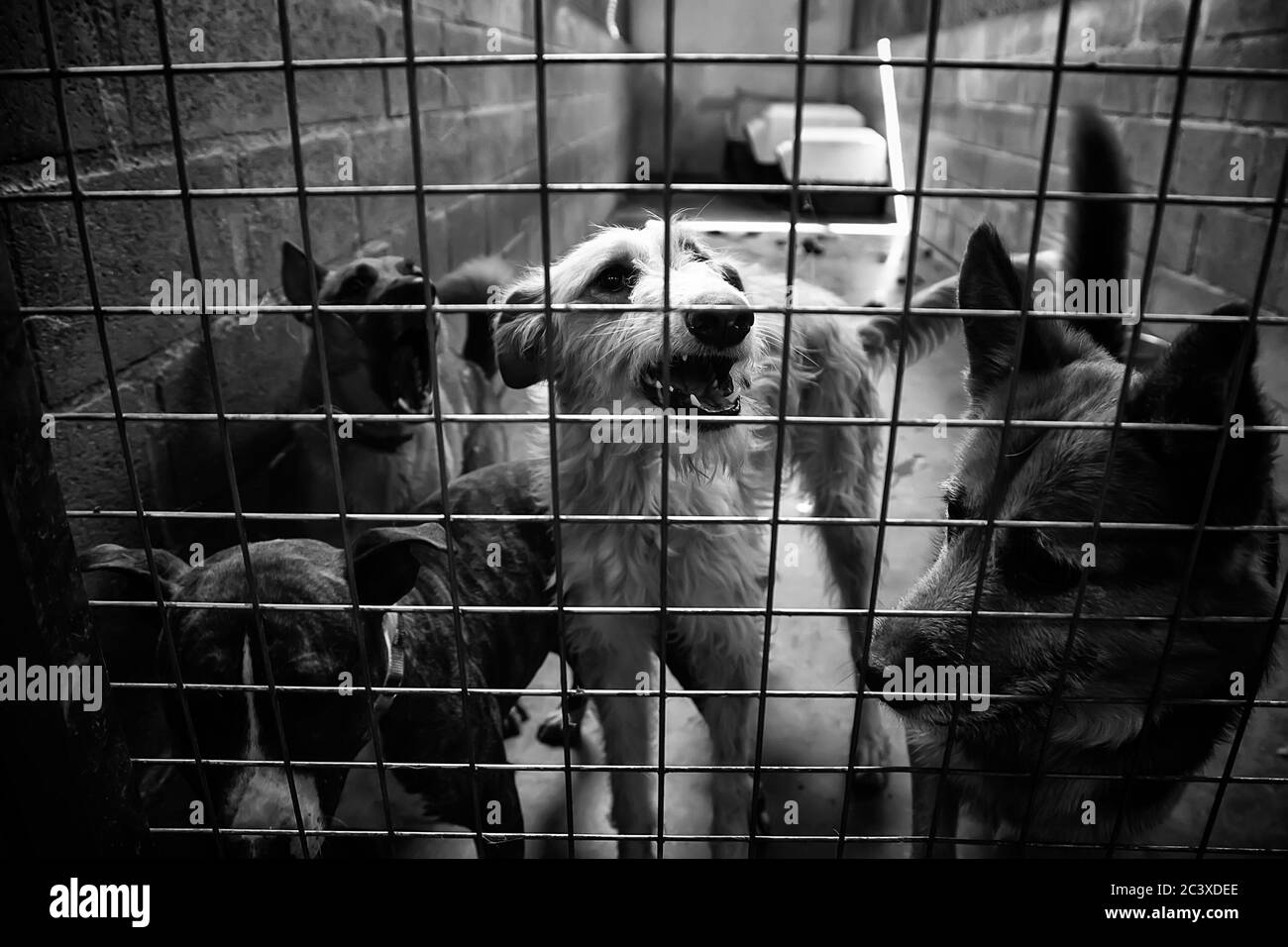 Dog in enclosed kennel, abandoned animals, abuse Stock Photo - Alamy