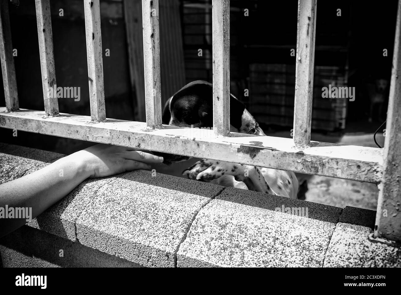 Shelter animals dogs Black and White Stock Photos & Images - Alamy