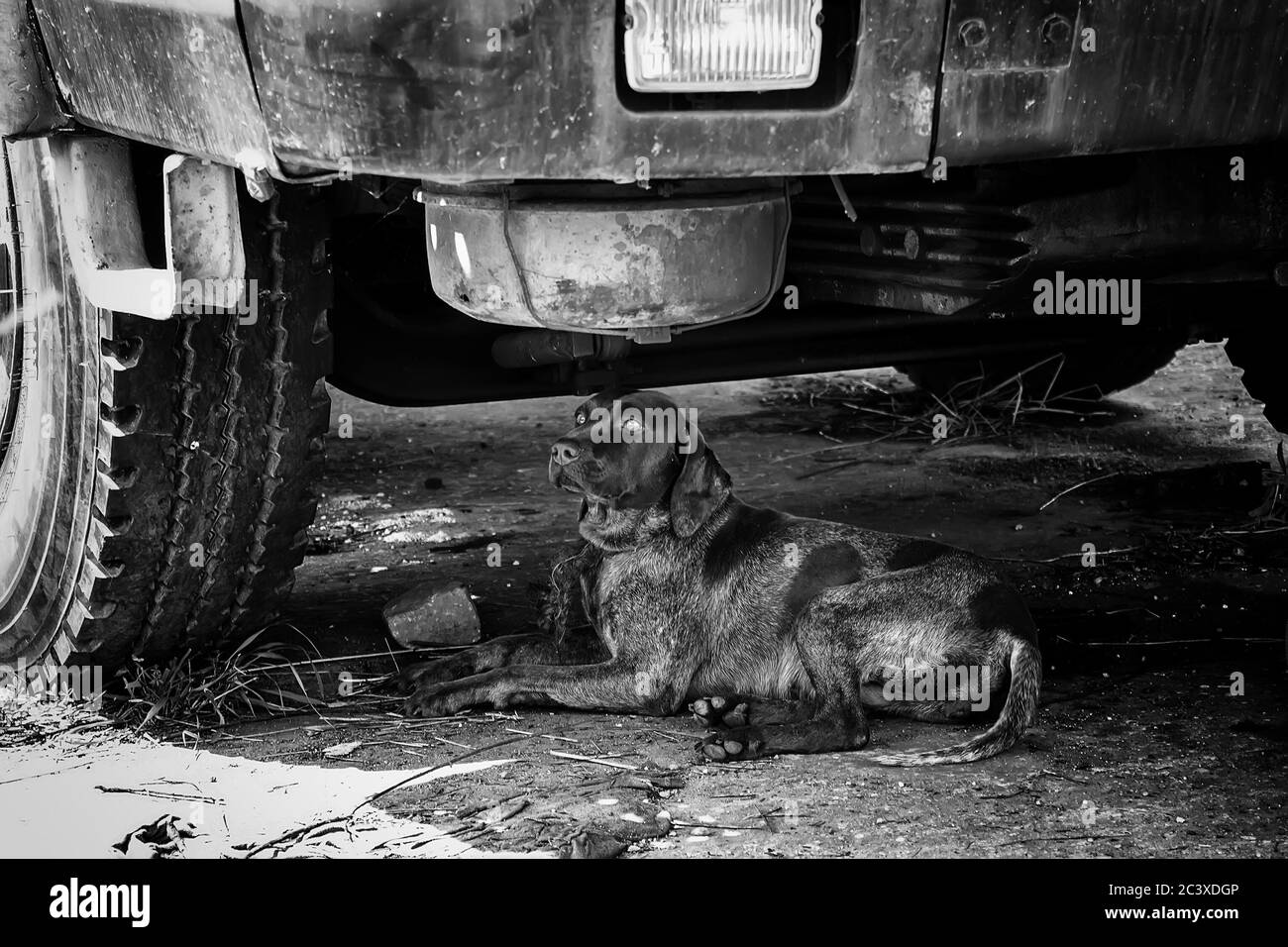 Shelter animals dogs Black and White Stock Photos & Images - Alamy