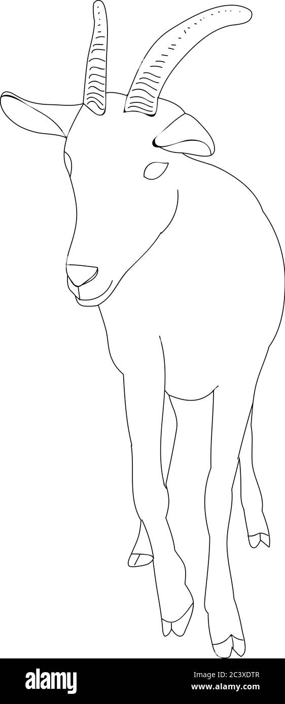 goat is standing, on a white background Stock Vector Image & Art - Alamy