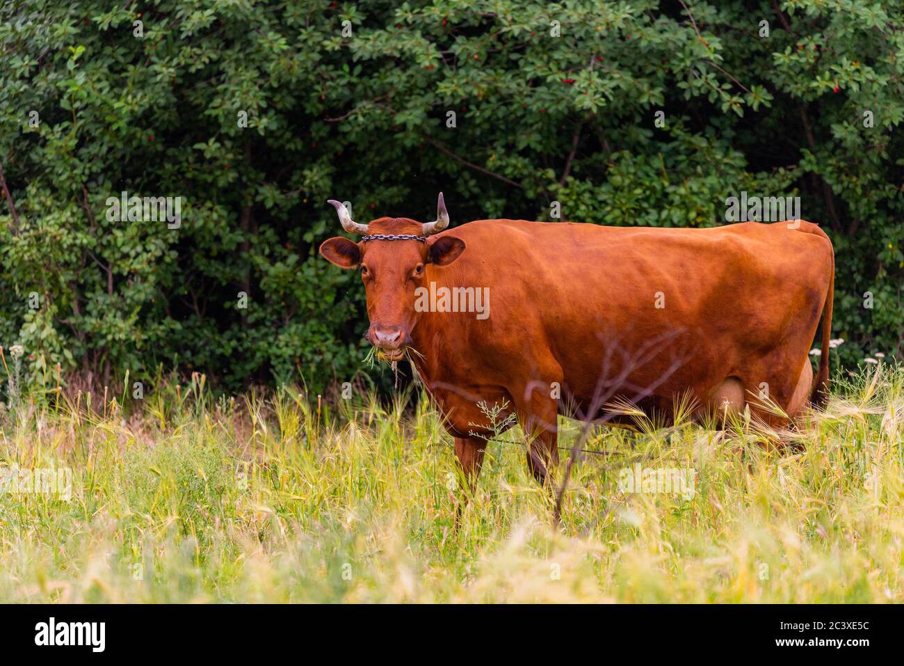 Grass-fed beef cow in pasture. Farm nature concept Stock Photo - Alamy