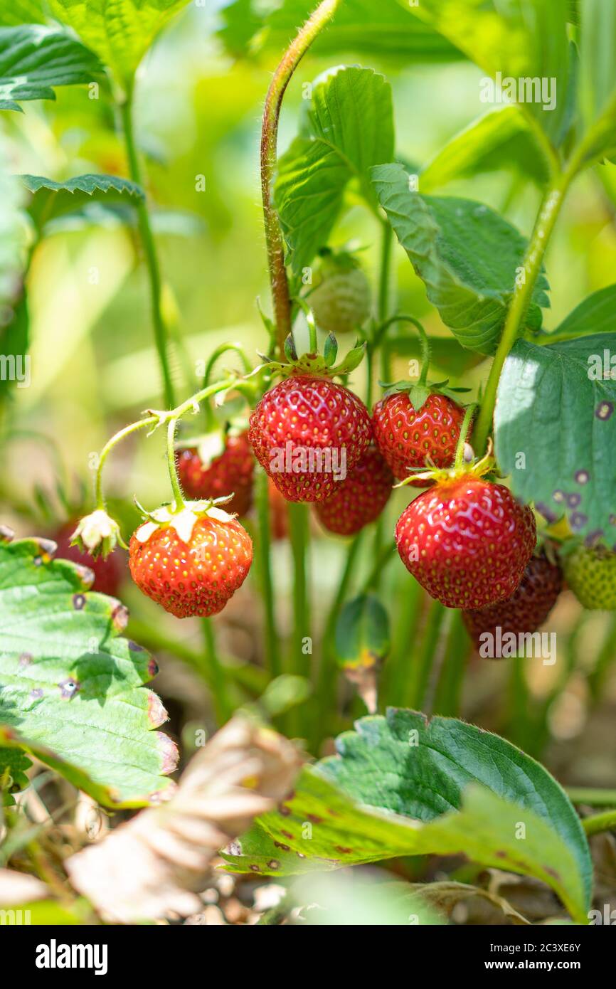 Strawberry grow in the field red summer fruit with green leaves picking ...