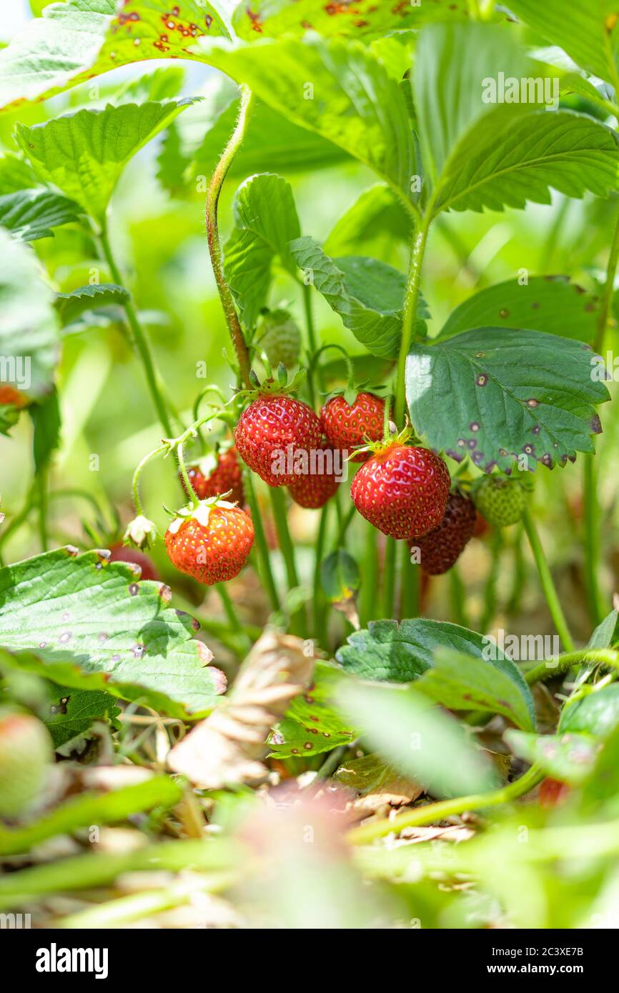 Strawberry grow in the field red summer fruit with green leaves picking ...