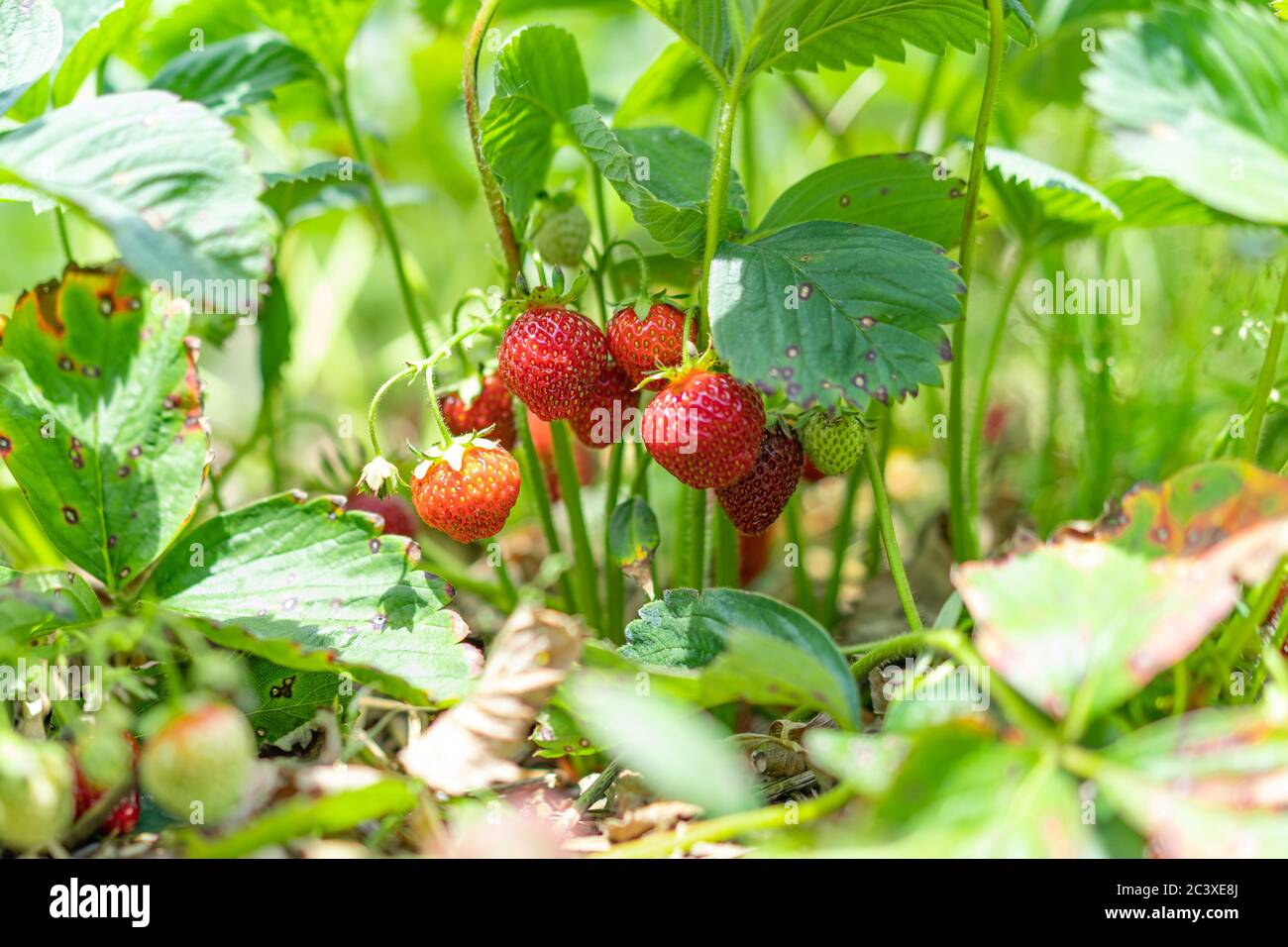 Strawberry grow in the field red summer fruit with green leaves picking ...