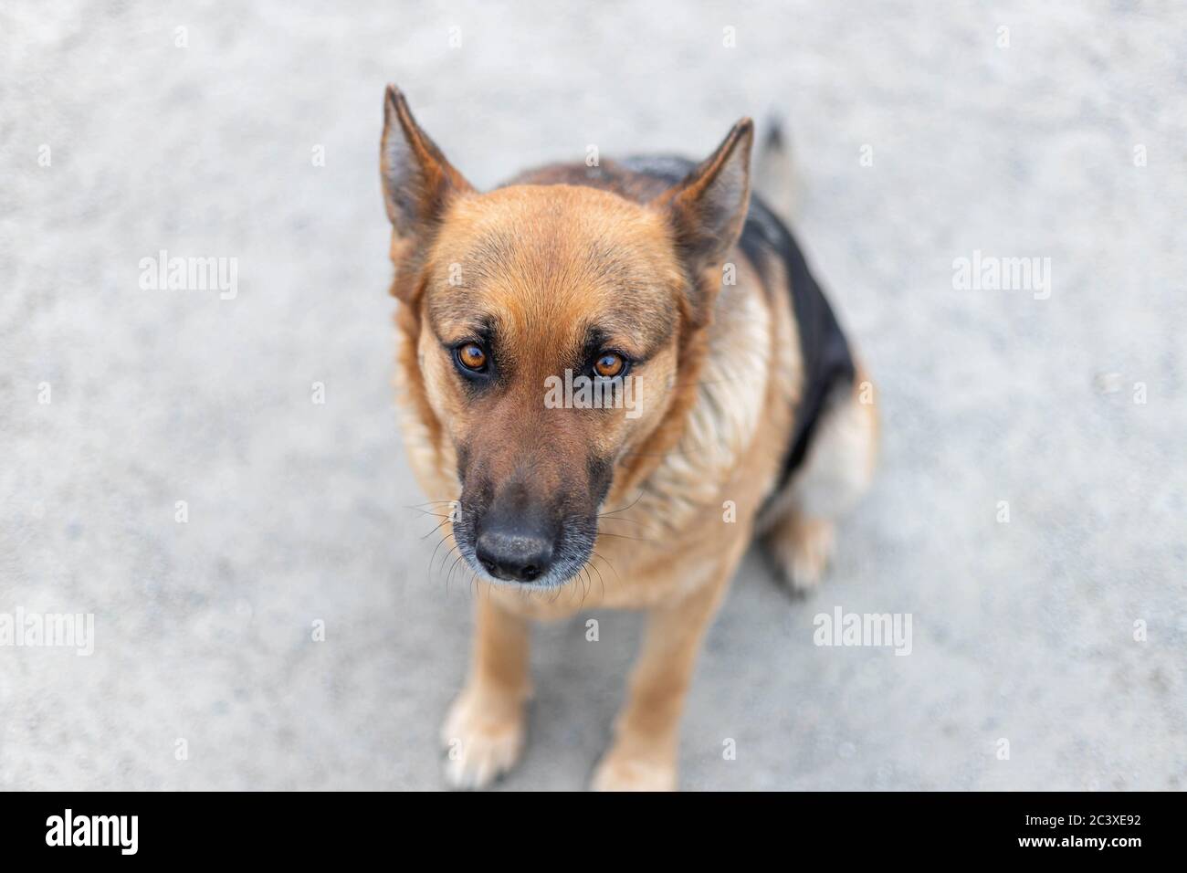 Top view of adult female german shepherd dog sitting on the ground ...