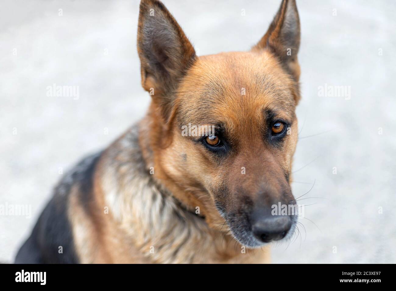 German shepherd close up hi-res stock photography and images - Alamy