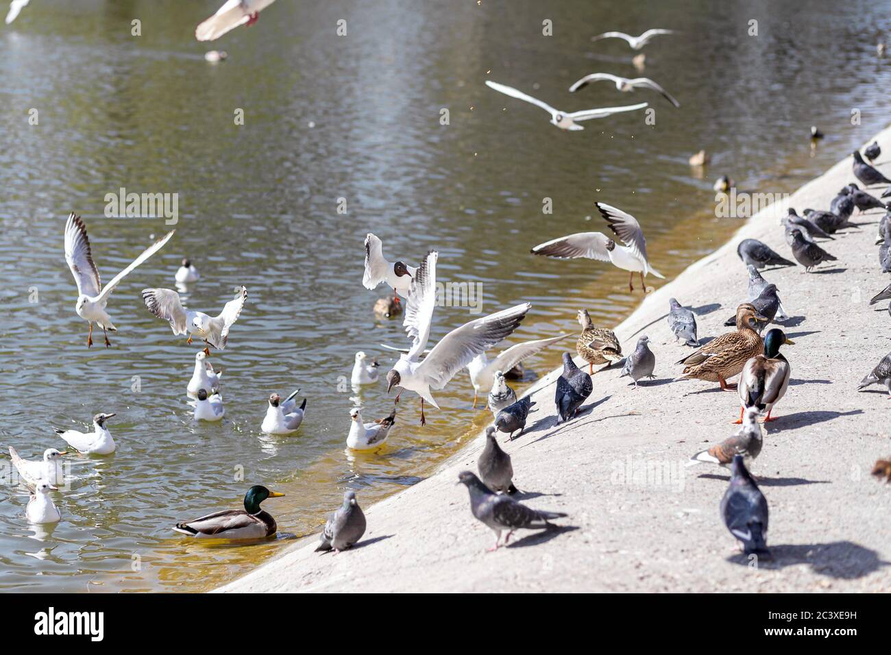 Wild birds on a pond at sunny day. Pigeon, duck, seagull Stock Photo ...