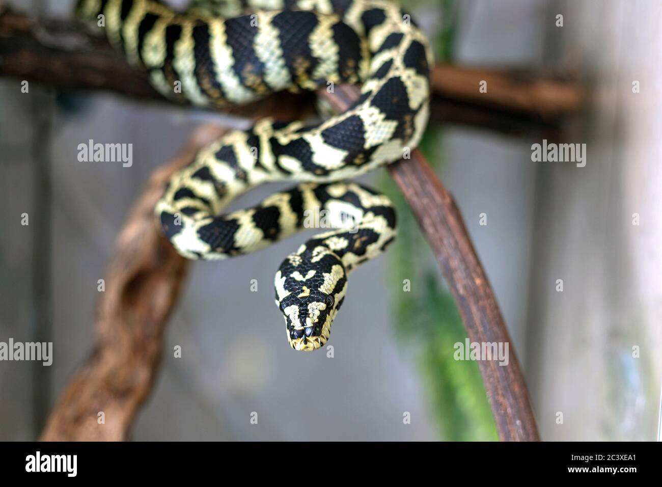 Curled up lizard hi-res stock photography and images - Alamy