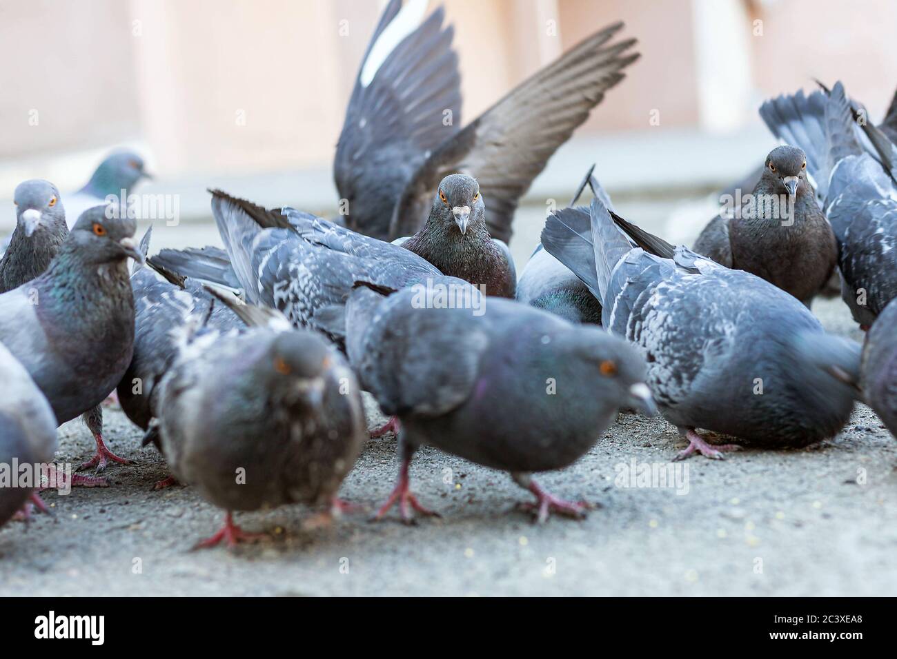 Flock of adult pigeons eating the grains from the ground Stock Photo ...