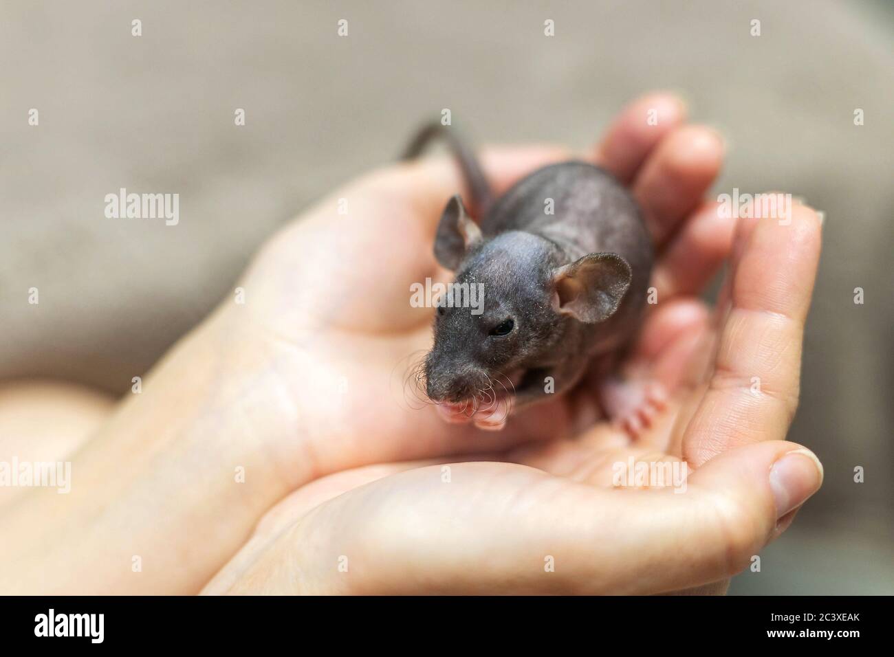 Baby grey dumbo sphinx rat wirh curly whiskers sitting in female hands ...