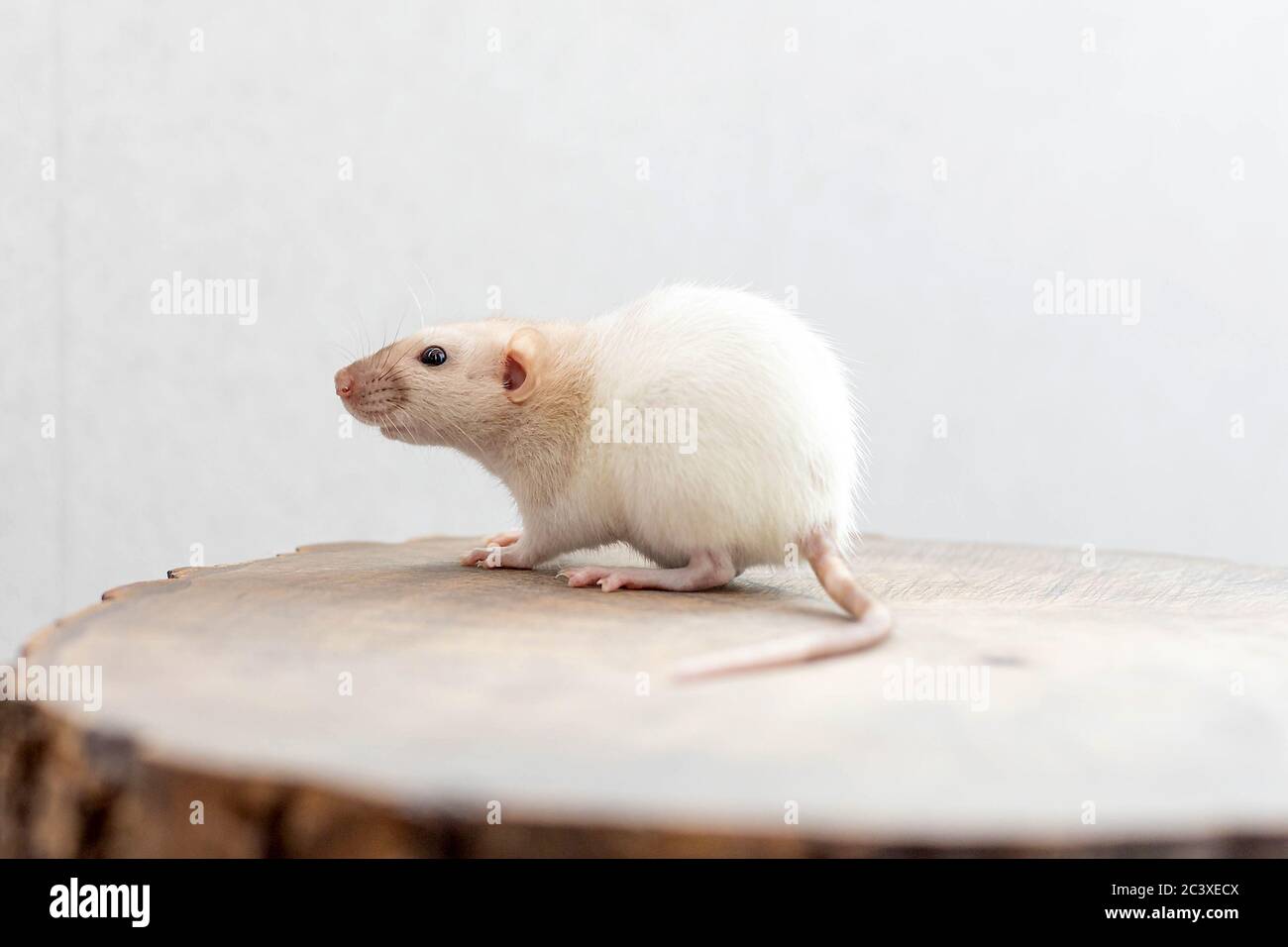 White dumbo rat sitting on brown wood slice. Lovely and cute pet ...
