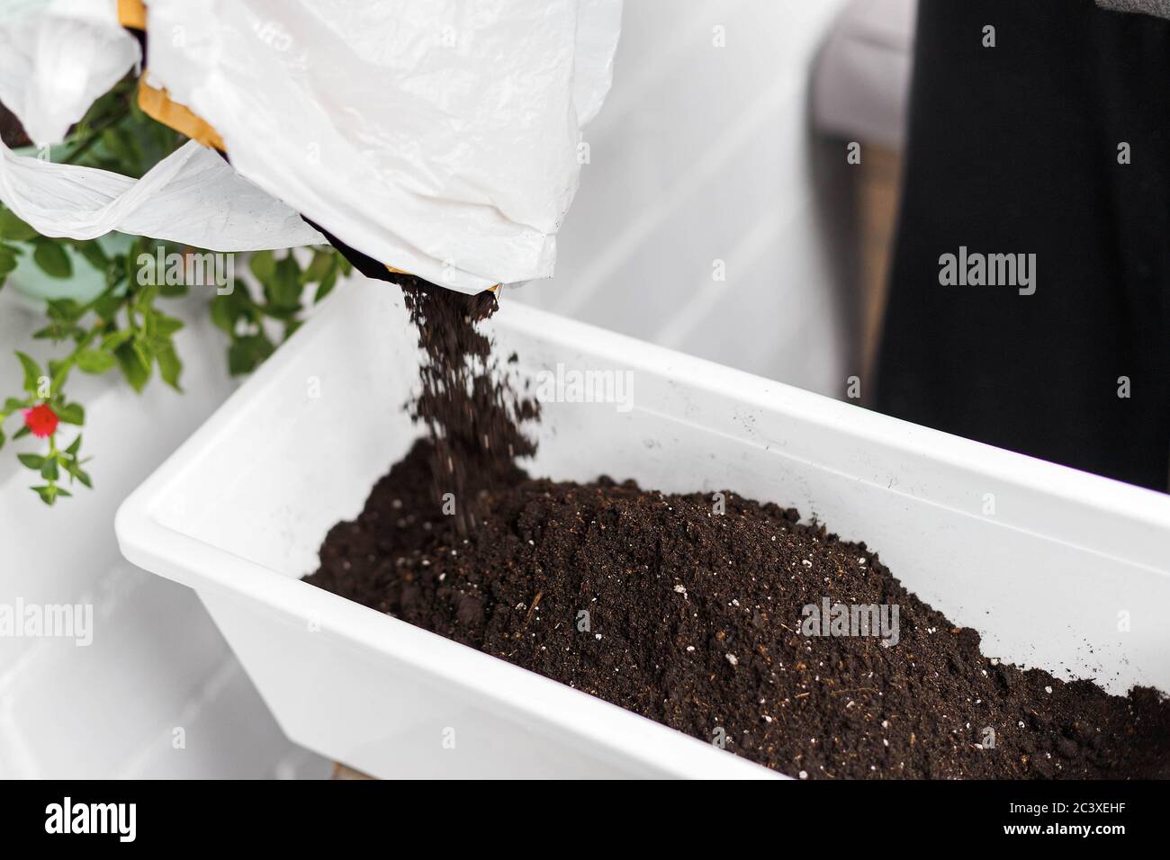 Putting soil inside white rectangular flower pot. Potting and repotting ...