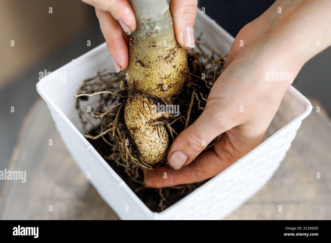 Hands holding adenium obesum roots and caudex before potting in white ...
