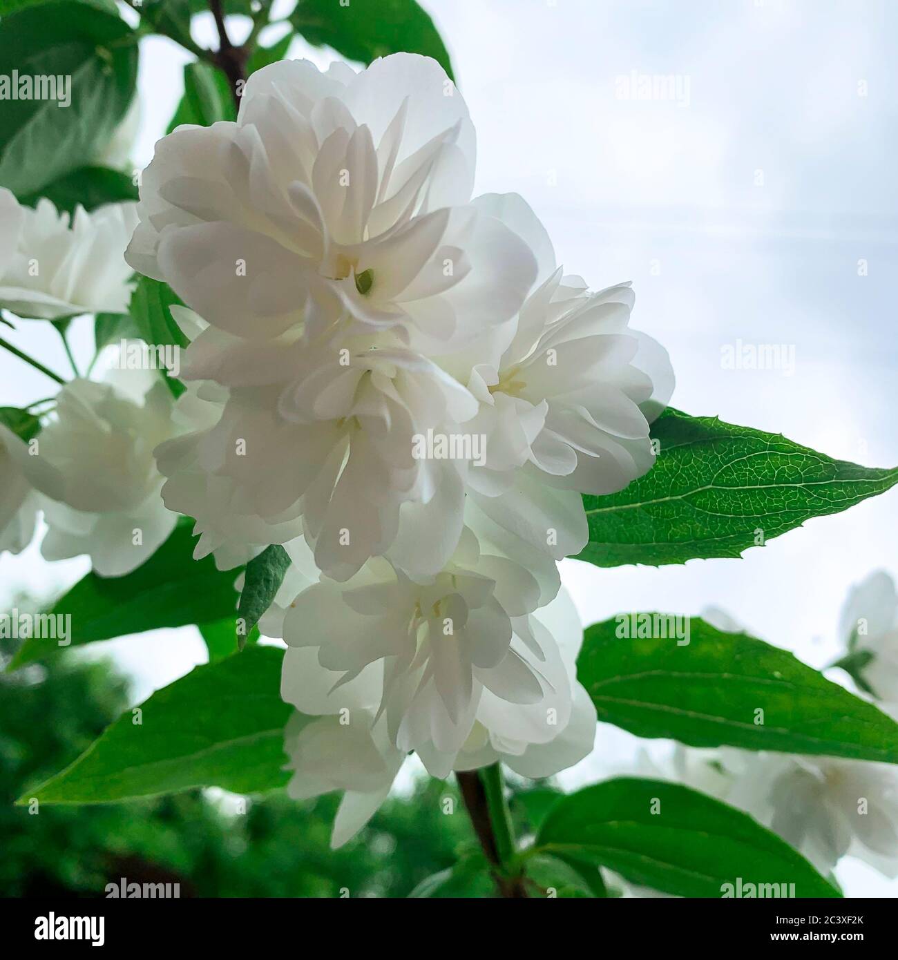 Jasmine flower in garden Stock Photo - Alamy