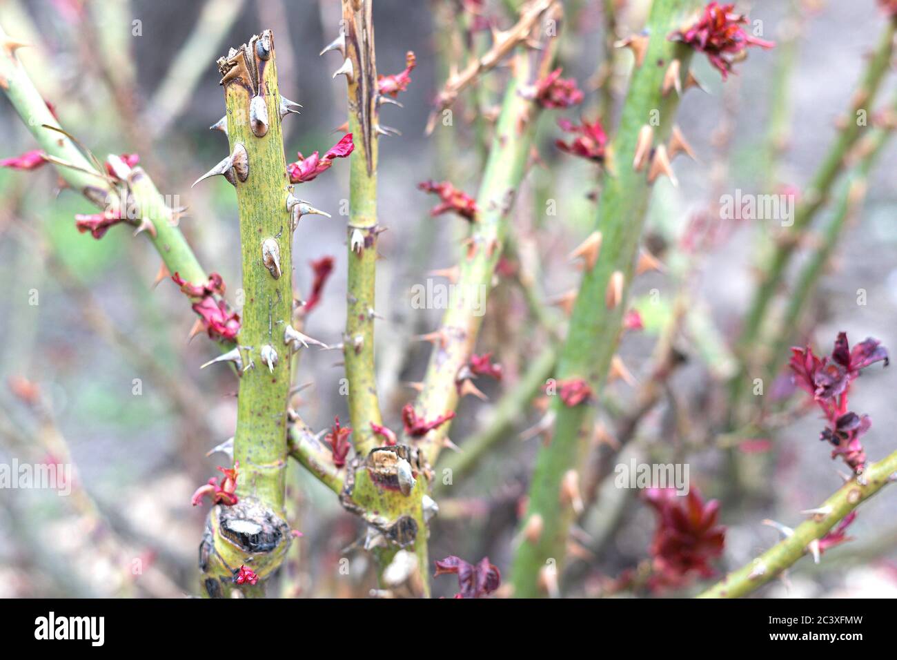 Pruned rose bush with first leaves. Close-up, spring pruning roses ...