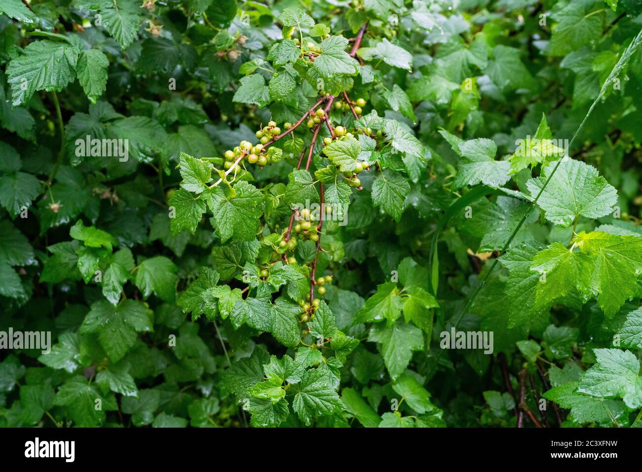 Blackcurrant with leaves hi-res stock photography and images - Alamy