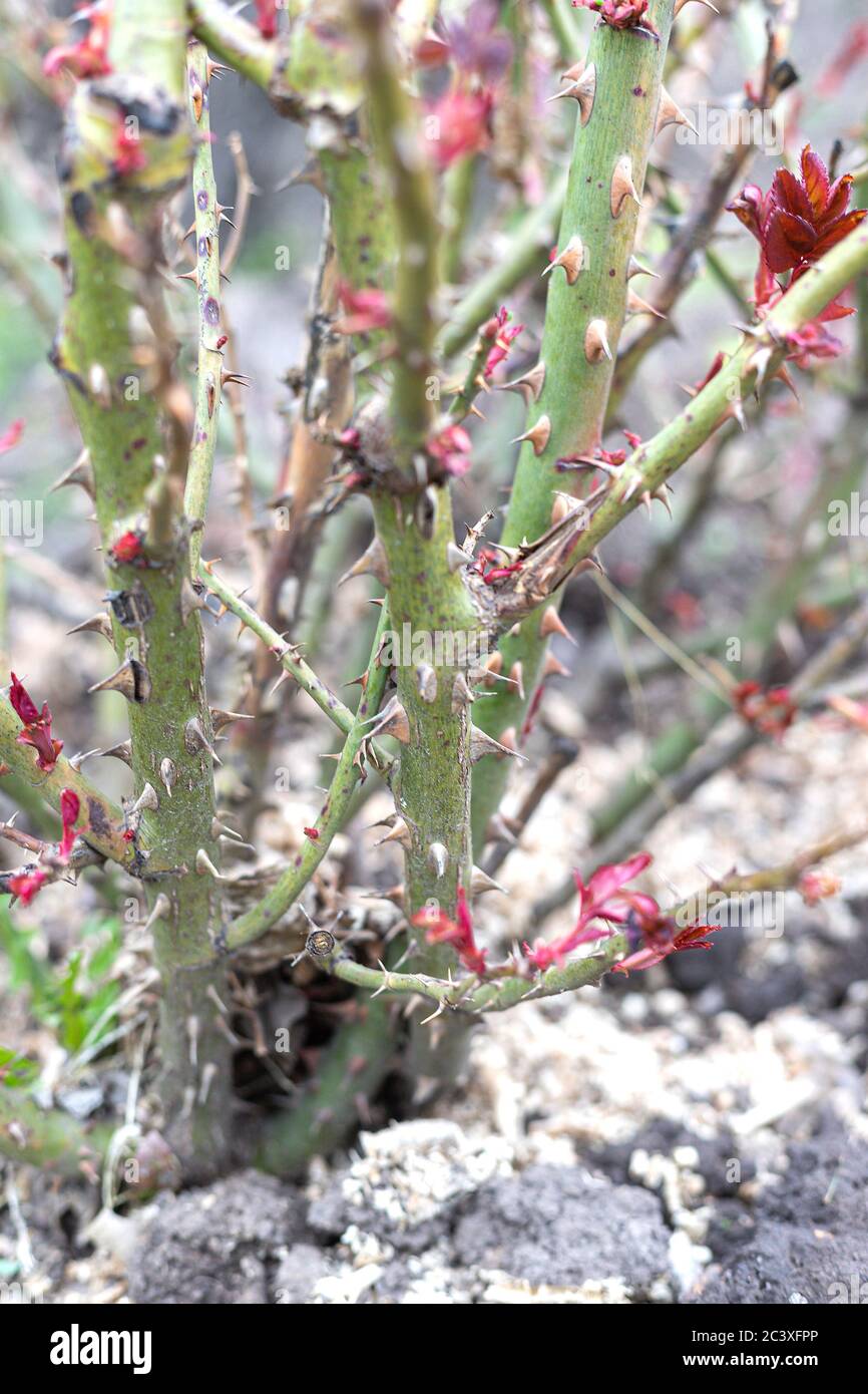 Rose bush with first leaves. Close up, spring pruning roses Stock Photo ...