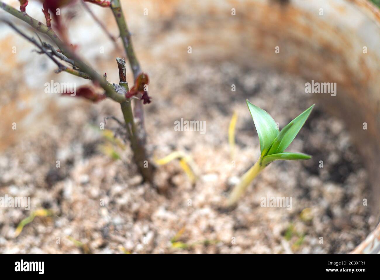 Pot rose spring hi-res stock photography and images - Alamy