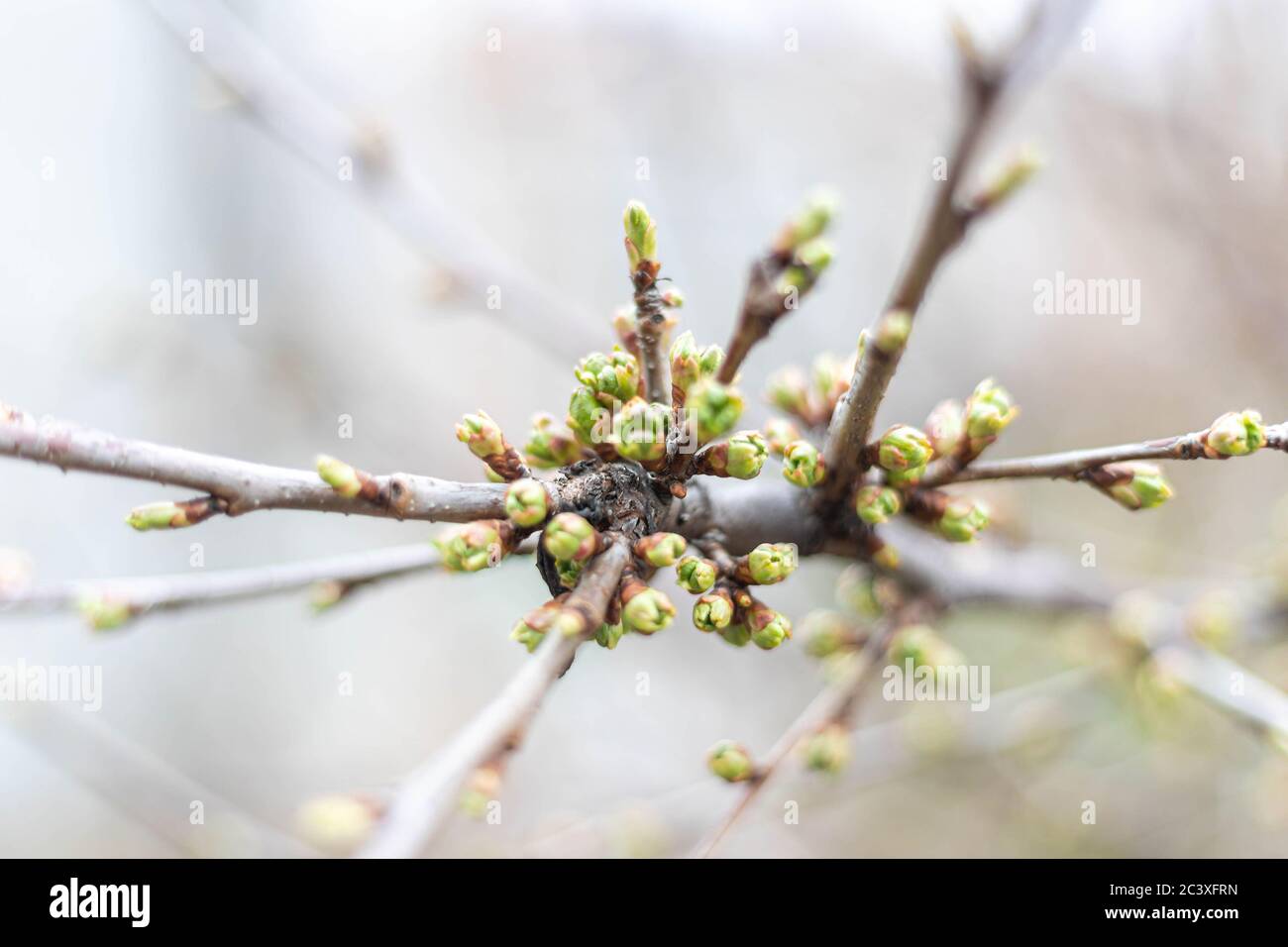Close-up of tree twigs with buds. Nature waking up at spring with tree ...