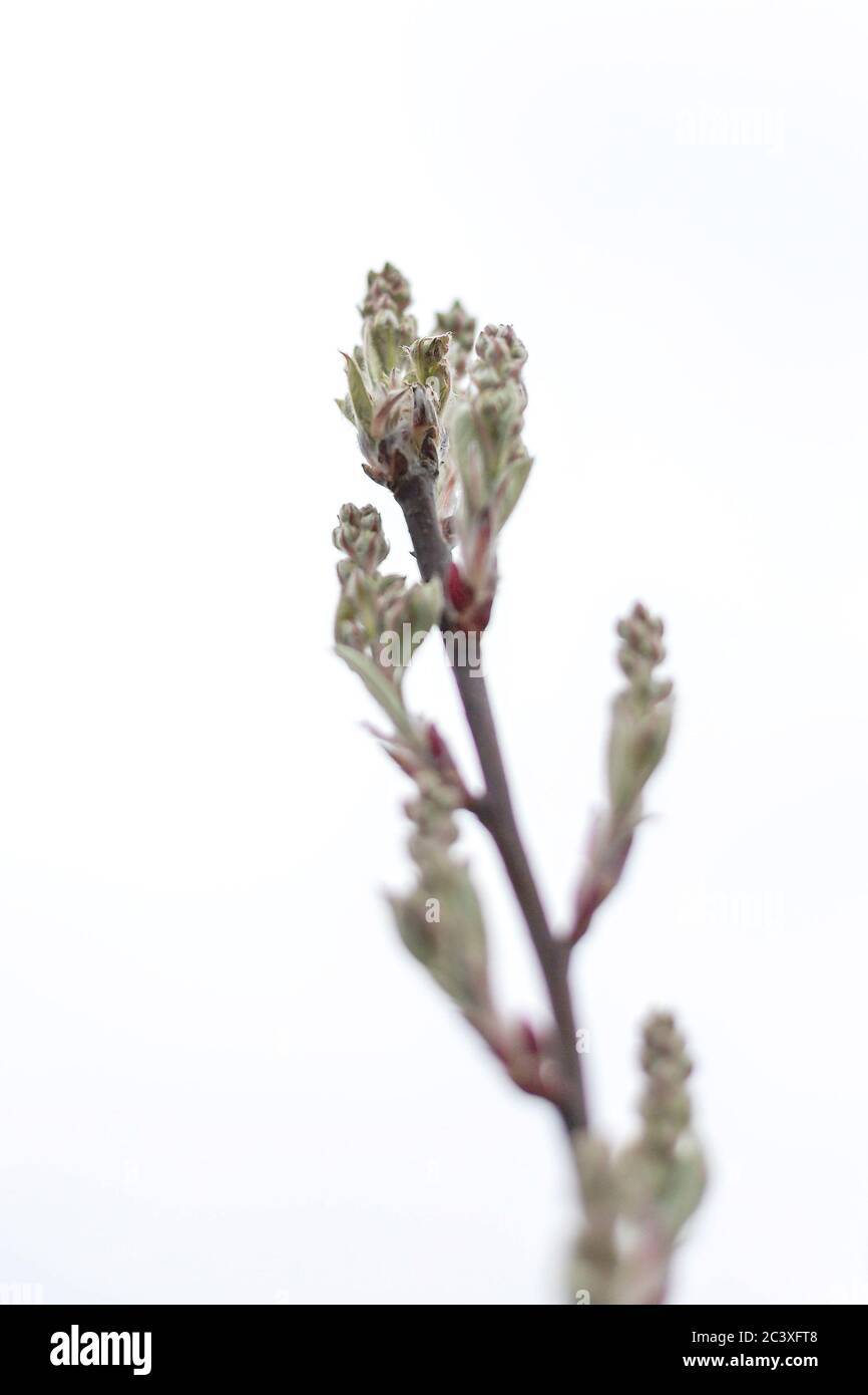 Close-up of tree twig with buds isolated on white background. Nature ...