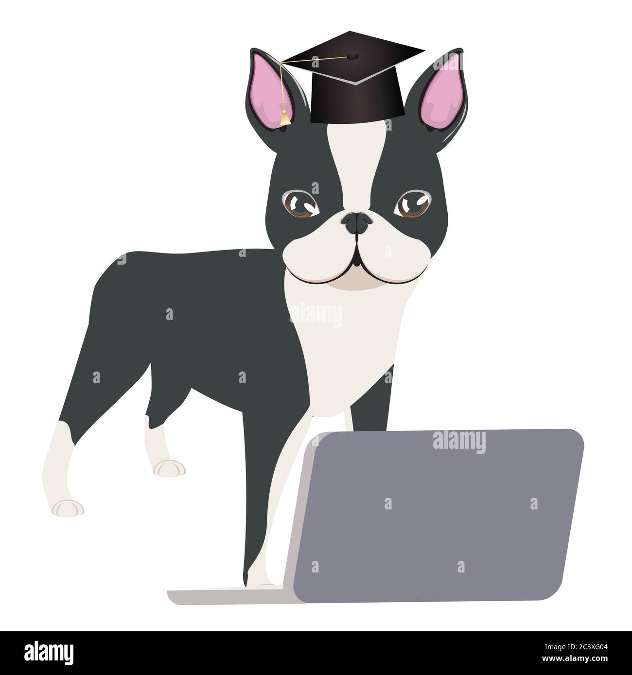 Cute cartoon dog, Boston Terrier wear graduation cap with laptop Stock ...