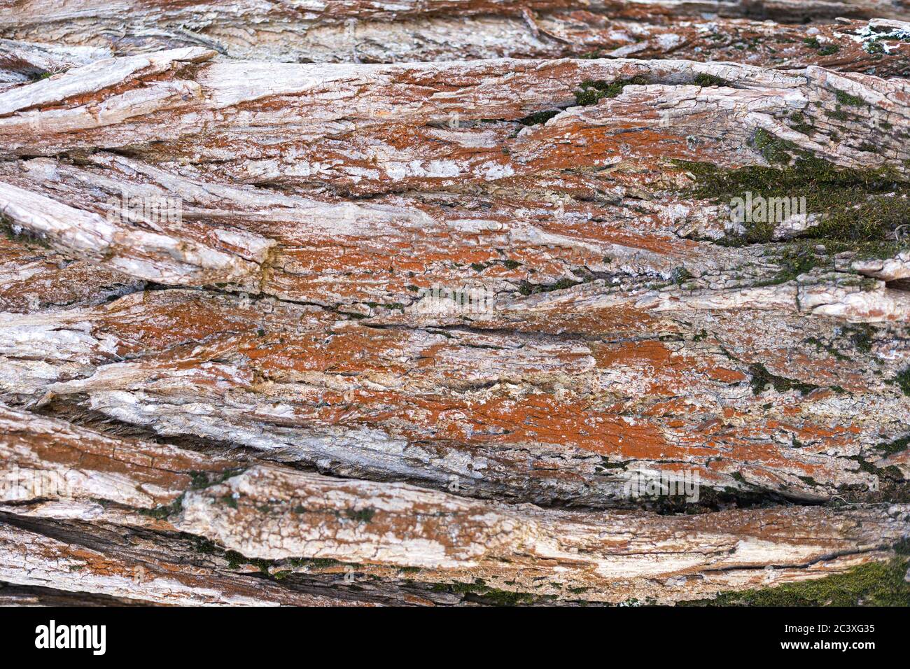 Horizontal texture of tree bark with moss. Wood texture background ...