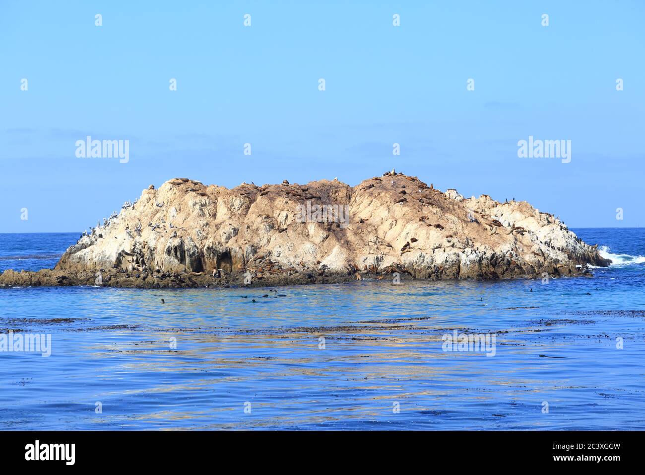 A bird rock on the west coast of the USA, on a historic 17-Mile Drive ...