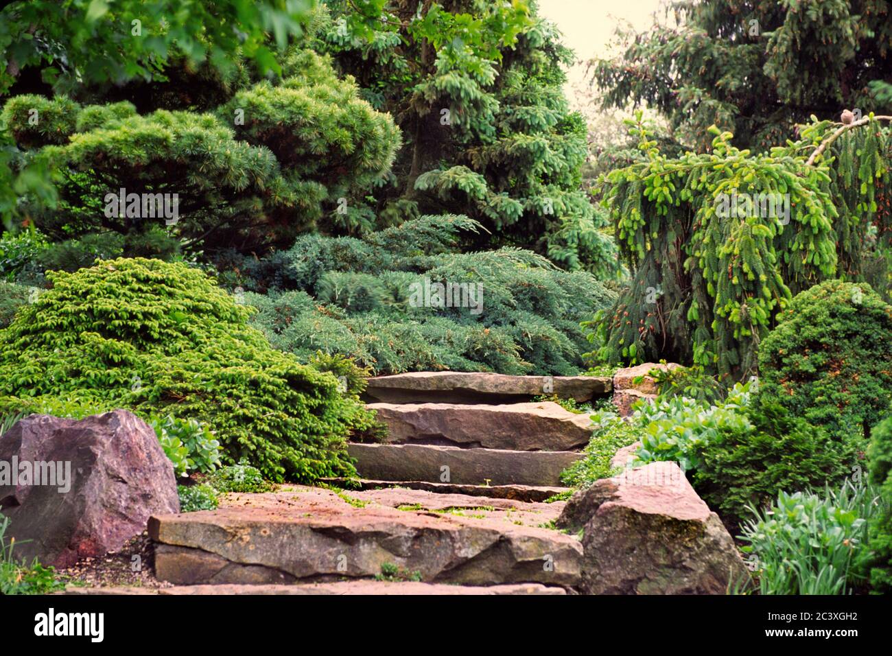 Conifer garden hi-res stock photography and images - Alamy